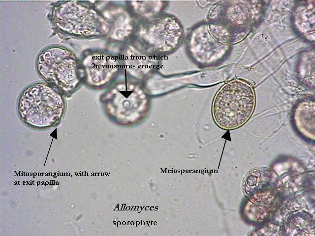MaxwellHandiseniPLPA631